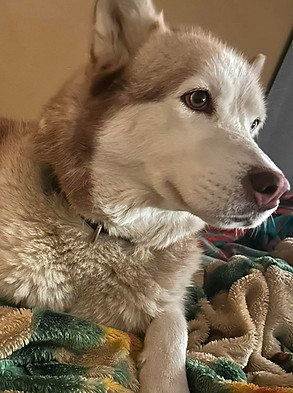 Husky Highway - Lost Huskies | Husky Halfway House